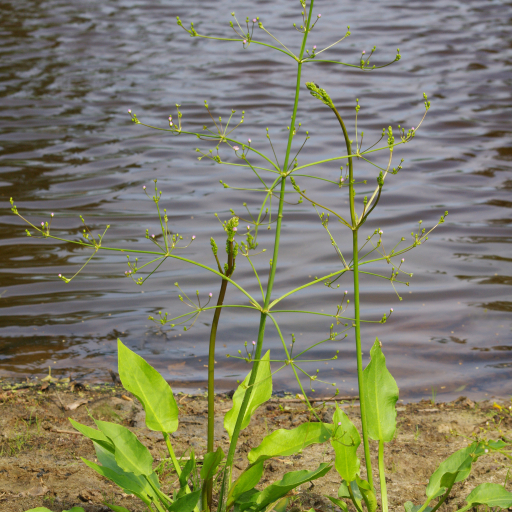Water-ain (Alisma Plantago-aquatica) Plant Care & How to Grow, Water