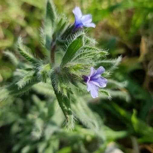 Strigose Alkanet (Alkanna Strigosa) Care Guide: Water, Soil ...
