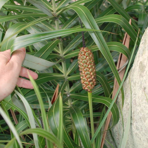 Savin Juniper (Juniperus Sabina) Plant Care & How to Grow, Water