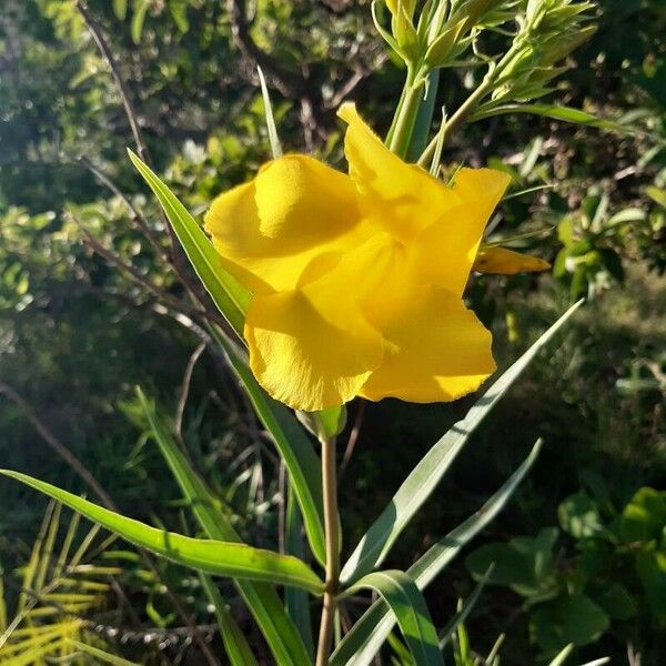 Allamanda Angustifolia Plant Care & How to Grow, Water