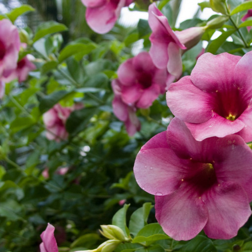 Purple Allamanda (Allamanda Blanchetii) Plant Care & How to Grow, Water