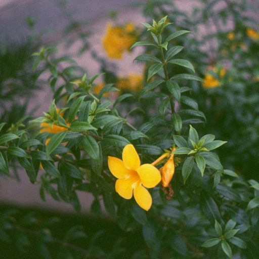 Golden-Trumpet (Allamanda Cathartica) Plant Care & How to Grow, Water