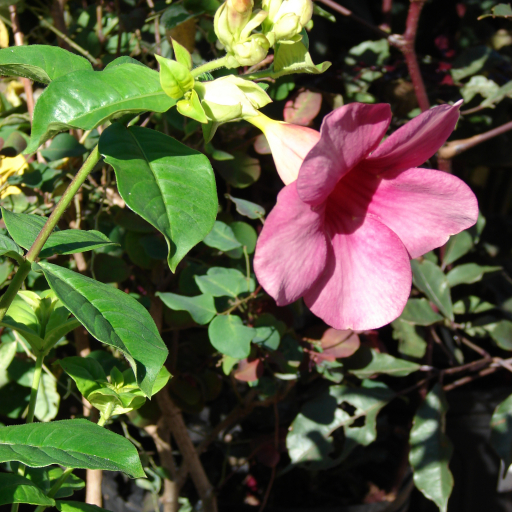 Purple Allamanda (Allamanda Violacea) Plant Care & How to Grow, Water