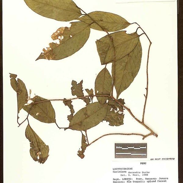 Allantoma Decandra Care Guide: Water, Soil & Propagation - Plantiary