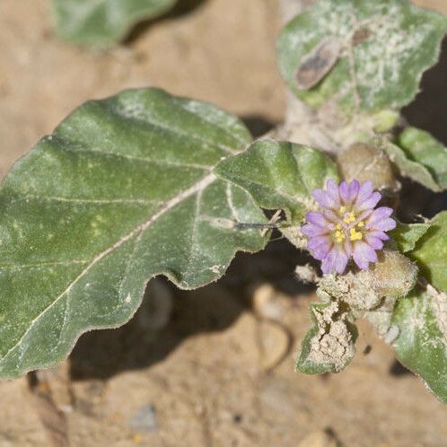 Trailing-Four-O'clock (Allionia Choisyi) Plant Care & How to Grow, Water