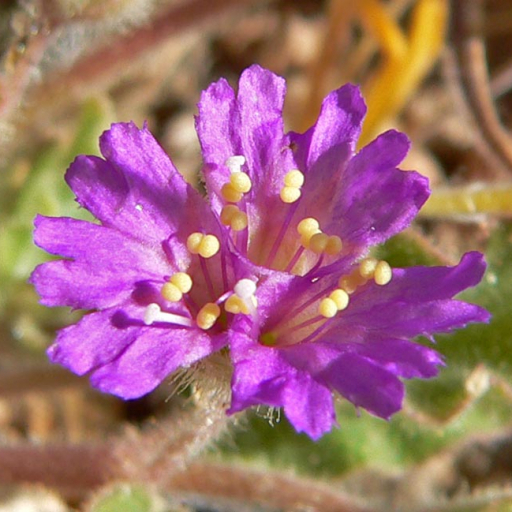 Trailing Allionia (Allionia Incarnata) Plant Care & How to Grow, Water