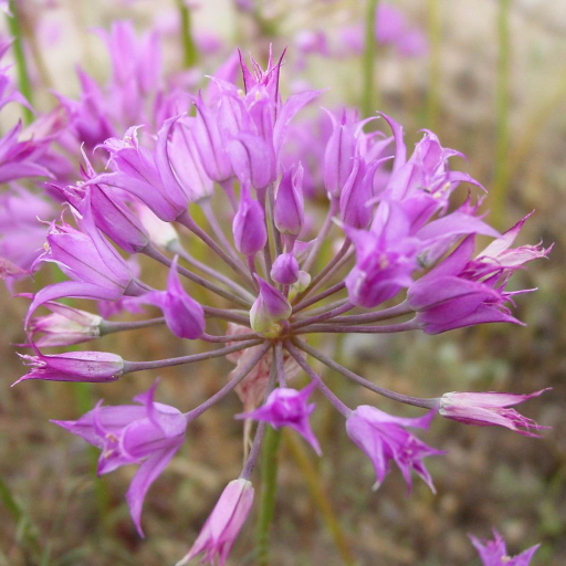 Tapertip Onion (Allium Acuminatum) Plant Care & How to Grow, Water