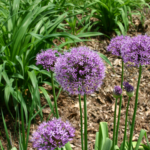 Allium Aflatunense Plant Care & How to Grow, Water