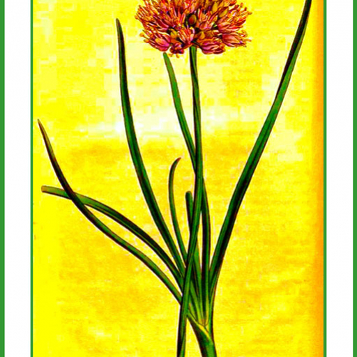 Mouse Garlic (Allium Angulosum) Plant Care & How to Grow, Water