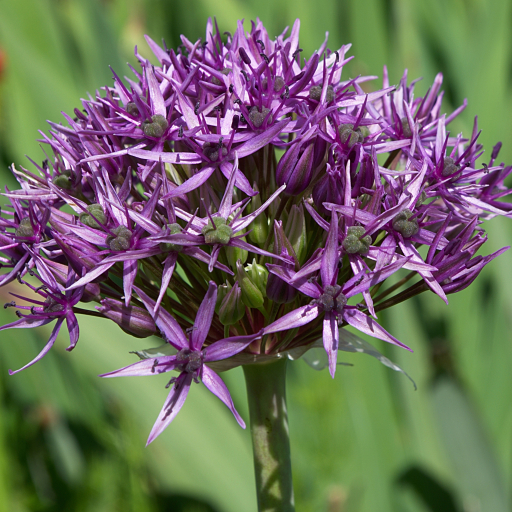 Allium Atropurpureum Plant Care & How to Grow, Water