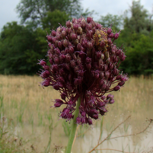 Broad-Leaf Wild Leek (Allium Atroviolaceum) Care Guide: Water, Soil ...