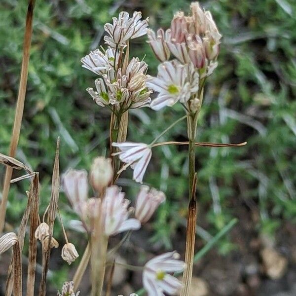 Allium Callimischon Care Guide: Water, Soil & Propagation - Plantiary