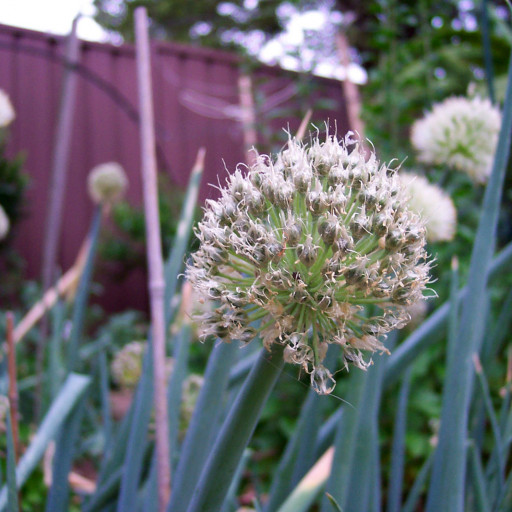 Shallot (Allium Cepa Aggregatum) Plant Care & How to Grow, Water