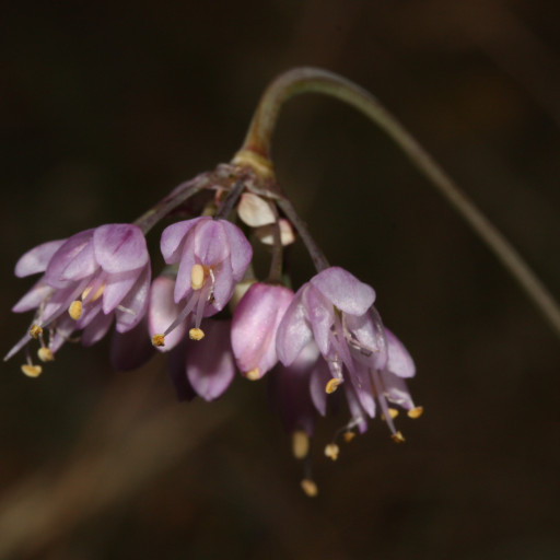 Nodding Onion (Allium Cernuum) Plant Care & How to Grow, Water