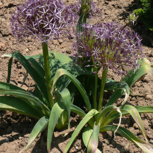 Persian Onion (Allium Cristophii) Plant Care & How to Grow, Water