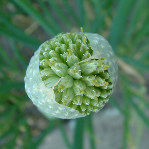 Spring Onion (Allium Fistulosum) Plant Care & How to Grow, Water