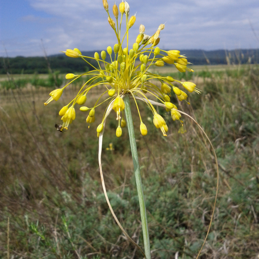 Fragrant Yellow Allium (Allium Flavum) Plant Care & How to Grow, Water