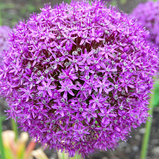Giant Onion (Allium Giganteum) Plant Care & How to Grow, Water