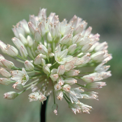 Howell's Onion (Allium Howellii) Plant Care & How to Grow, Water