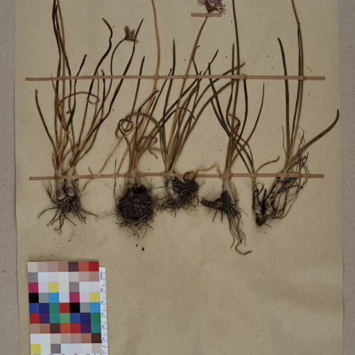 Allium Lineare Plant Care & How to Grow, Water