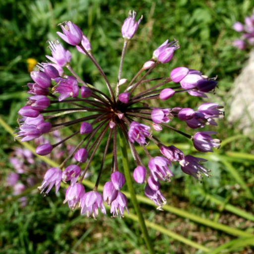 German Garlic (Allium Lusitanicum) Plant Care & How to Grow, Water