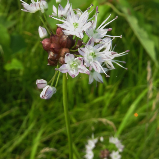 Chinese Garlic (Allium Macrostemon) Plant Care & How to Grow, Water