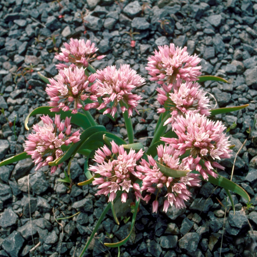 Rock Onion (Allium Macrum) Plant Care & How to Grow, Water