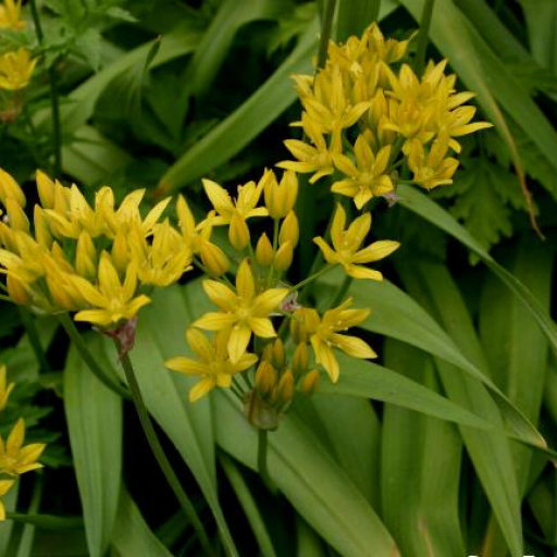 Lily Leek (Allium Moly) Plant Care & How to Grow, Water