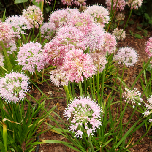 Blue Chives (Allium Nutans) Care Guide: Water, Soil & Propagation ...