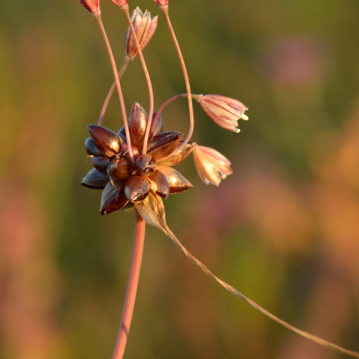 Field Garlic (Allium Oleraceum) Plant Care & How to Grow, Water