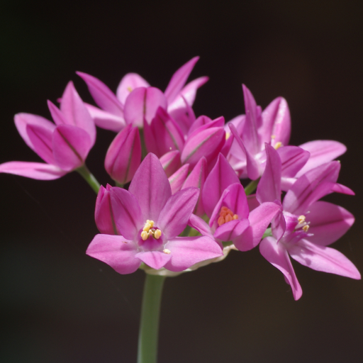 Pink Lily Leek (Allium Oreophilum) Plant Care & How to Grow, Water