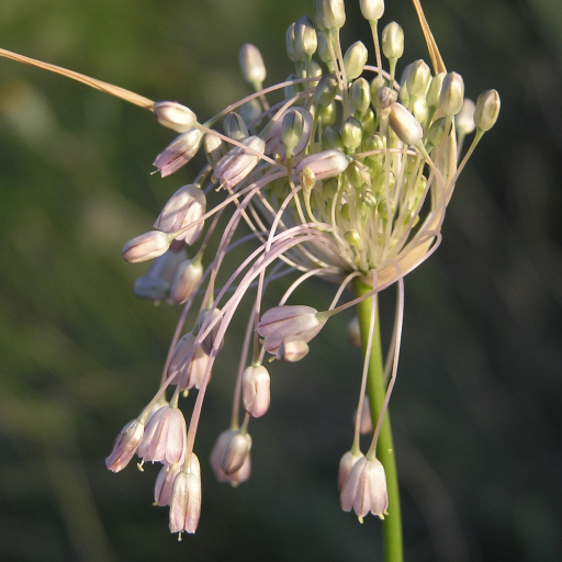 Mediterranean Onion (Allium Paniculatum) Plant Care & How to Grow, Water