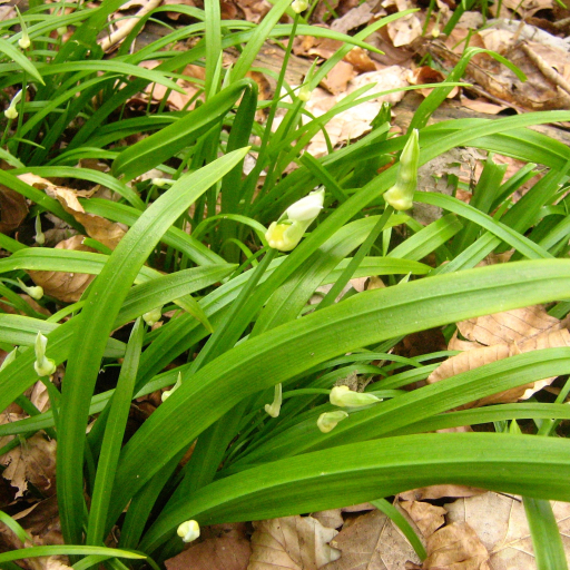 Few-Flowered Garlic (Allium Paradoxum) Plant Care & How to Grow, Water