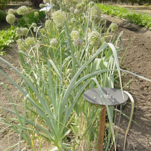 Leek (Allium Porrum) Care Guide: Water, Soil & Propagation - Plantiary