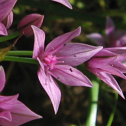 Early Onion (Allium Praecox) Care Guide: Water, Soil & Propagation ...