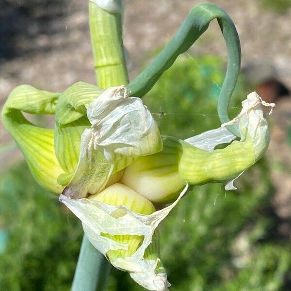 Garden Onion (Allium × Proliferum) Plant Care & How to Grow, Water