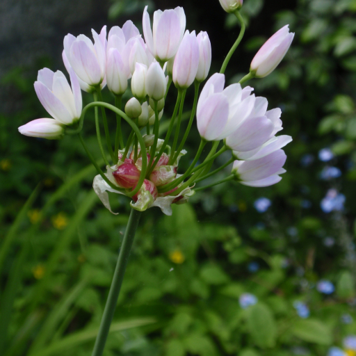 Rosy Garlic (Allium Roseum) Plant Care & How to Grow, Water