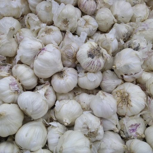 Garlic (Allium Sativum) Plant Care & How to Grow, Water