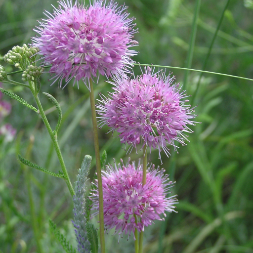 Stone Leek (Allium Saxatile) Plant Care & How to Grow, Water