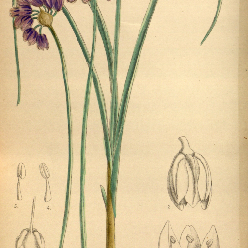 Blue-Flowered Allium (Allium Sikkimense) Plant Care & How to Grow, Water