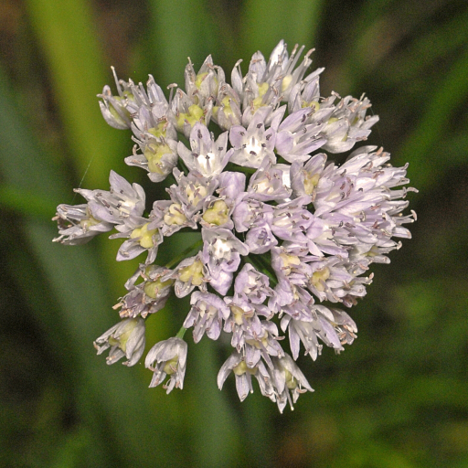 Erect Chive (Allium Strictum) Plant Care & How to Grow, Water