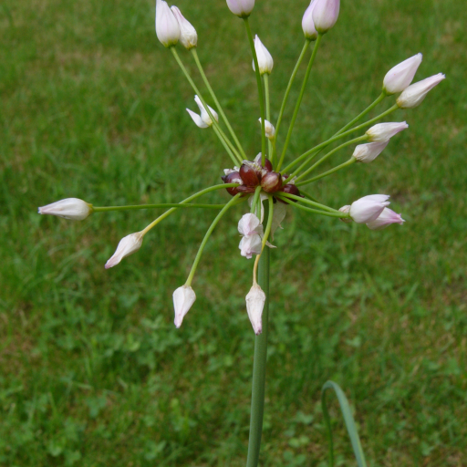 American Garlic (Allium Unifolium) Plant Care & How to Grow, Water