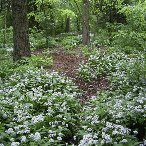Ramson (Allium Ursinum) Plant Care & How to Grow, Water
