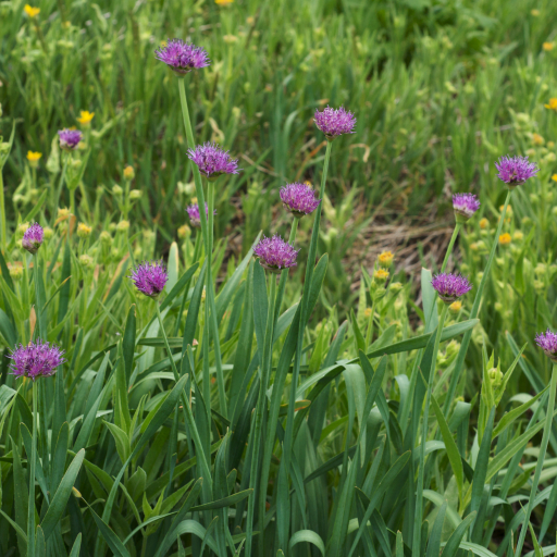 Pacific Onion (Allium Validum) Plant Care & How to Grow, Water