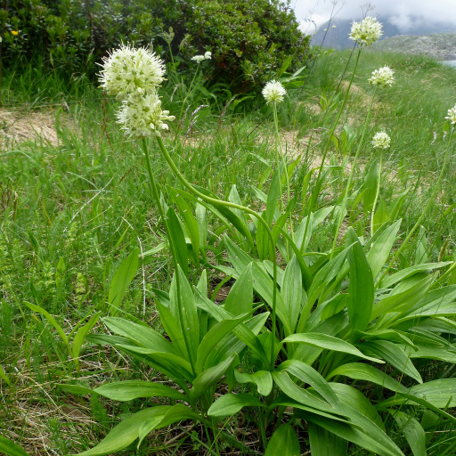 Alpine Leek (Allium Victorialis) Plant Care & How to Grow, Water