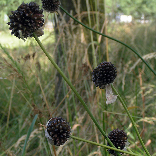Wild Garlic (Allium Vineale) Plant Care & How to Grow, Water