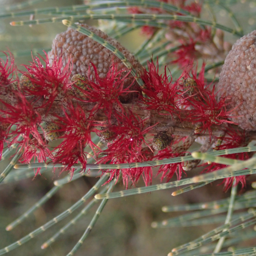 Dwarf Sheoak (Allocasuarina Humilis) Care Guide: Water, Soil ...