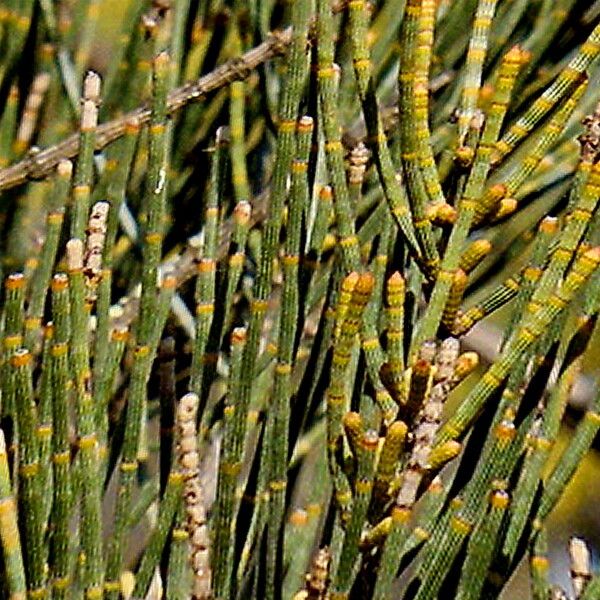 Chinese Ixora (Ixora Chinensis) Plant Care & How to Grow, Water