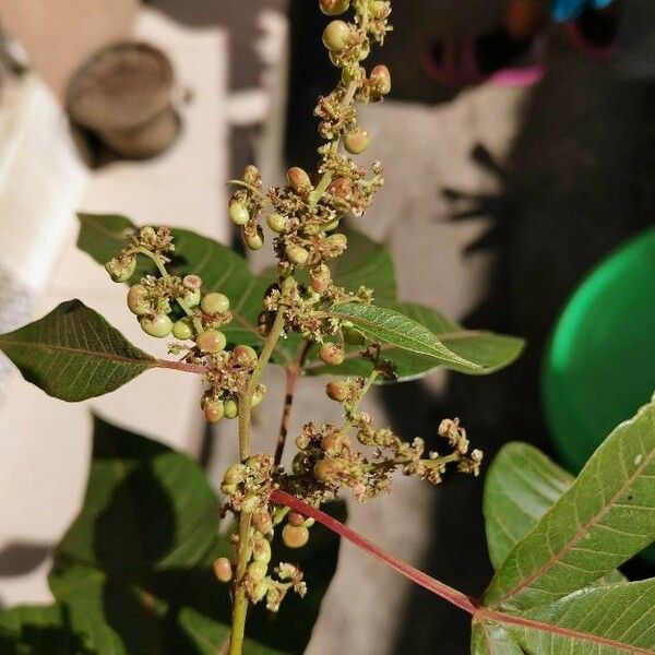 Forest Velvet False-Currant (Allophylus Abyssinicus) Plant Care & How ...