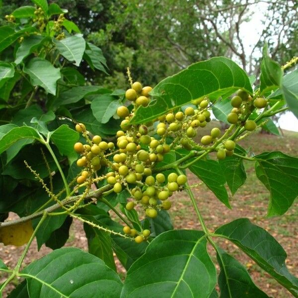 Allophylus Timoriensis Plant Care & How to Grow, Water